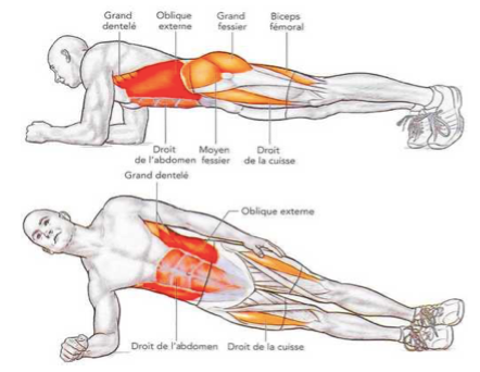 Le gainage dynamique : 6 exercices abdos en circuit - Effinov Nutrition